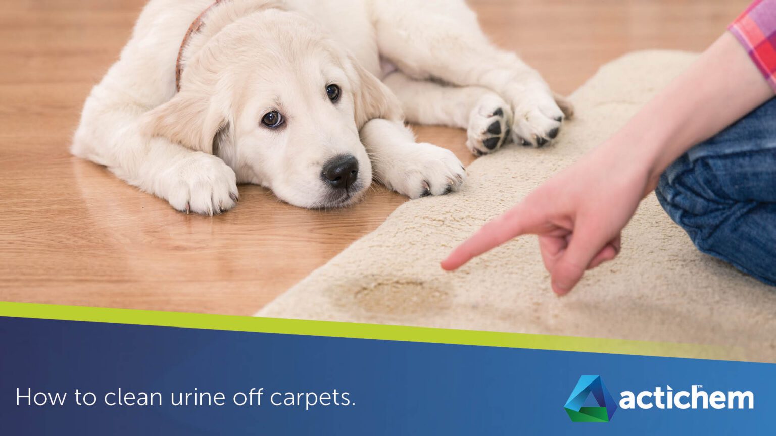 How to remove urine from carpet - Actichem
